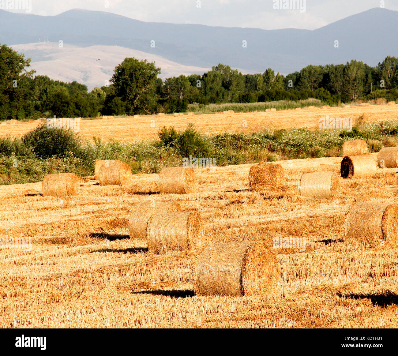 golden colors of summer wheat field after a harvest Stock Photo - Alamy