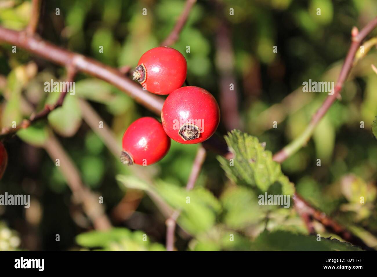 Briar berries growing on branches of a bush Stock Photo - Alamy