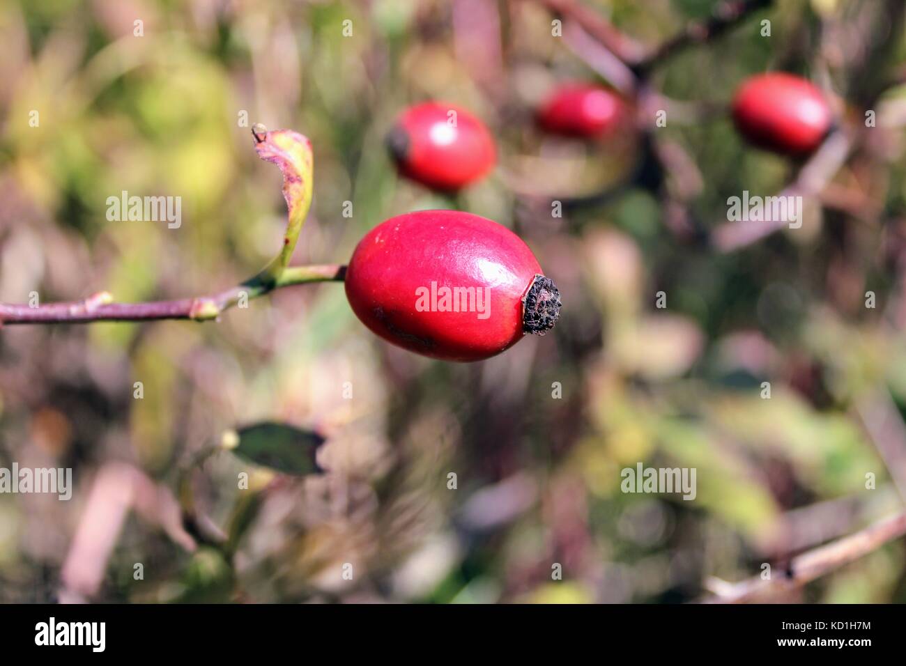Briar berries growing on branches of a bush Stock Photo - Alamy