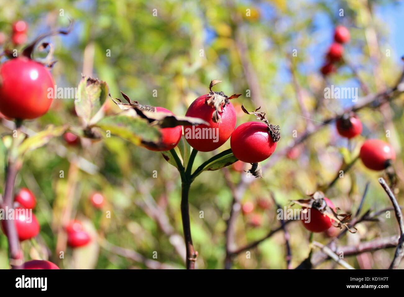 Briar berries hi-res stock photography and images - Alamy
