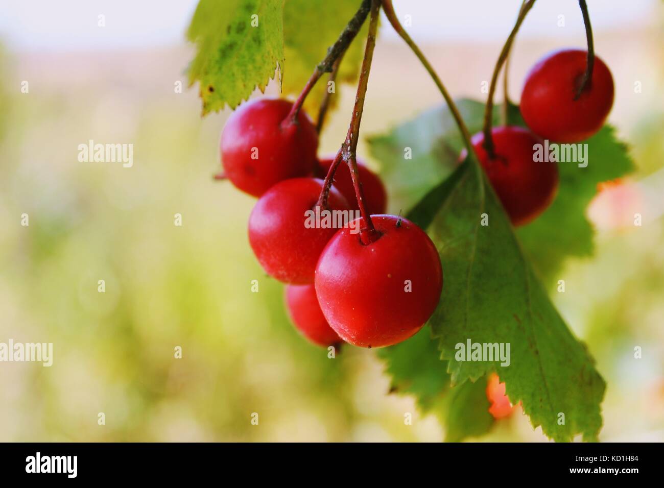 Briar berries growing on branches of a bush Stock Photo - Alamy