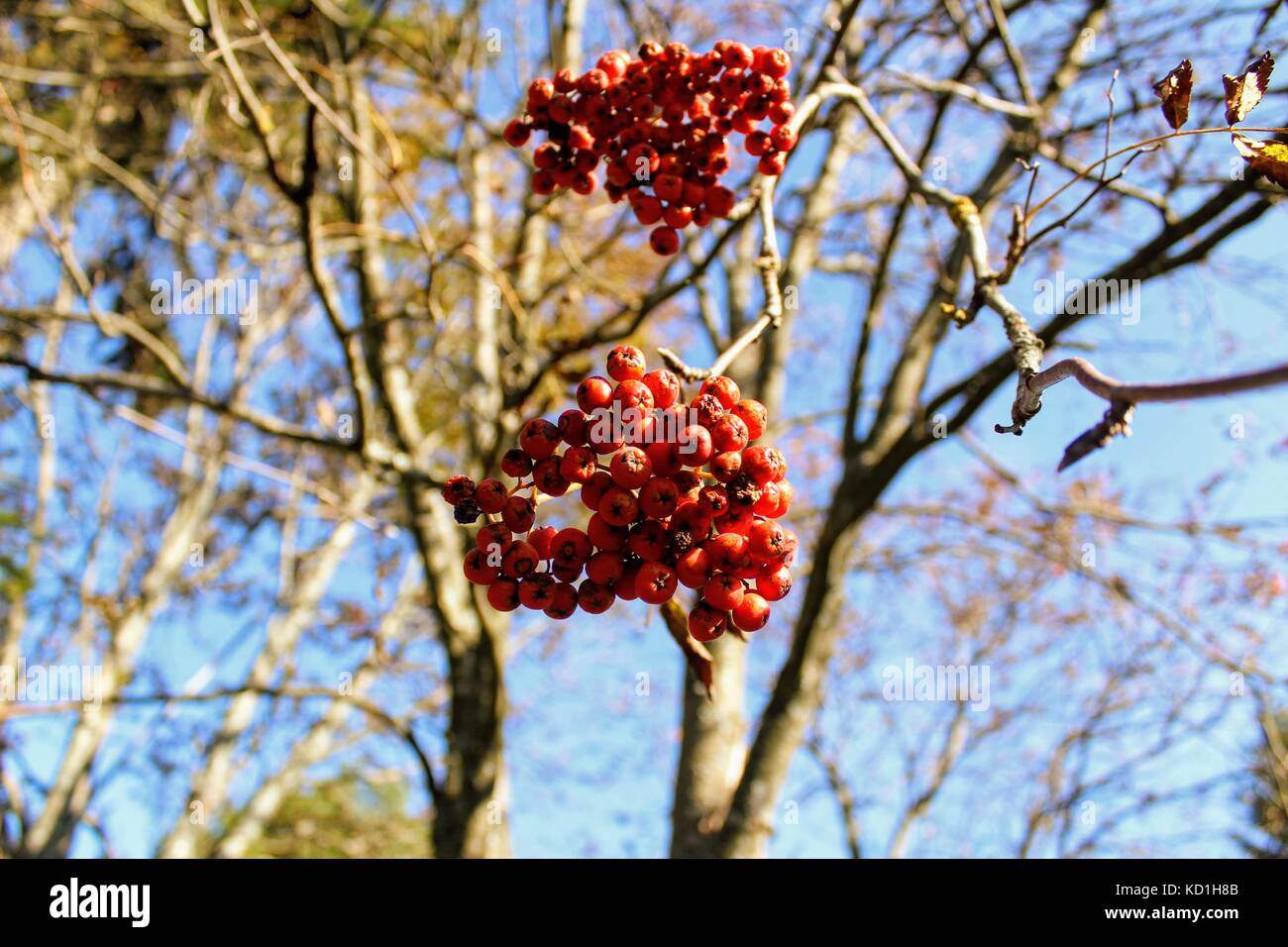 Rowan_tree hi-res stock photography and images - Alamy