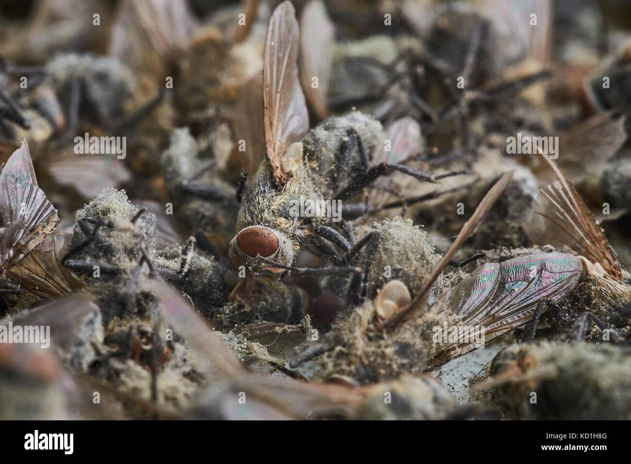 Pile Of Dead Flies Stock Photo - Alamy