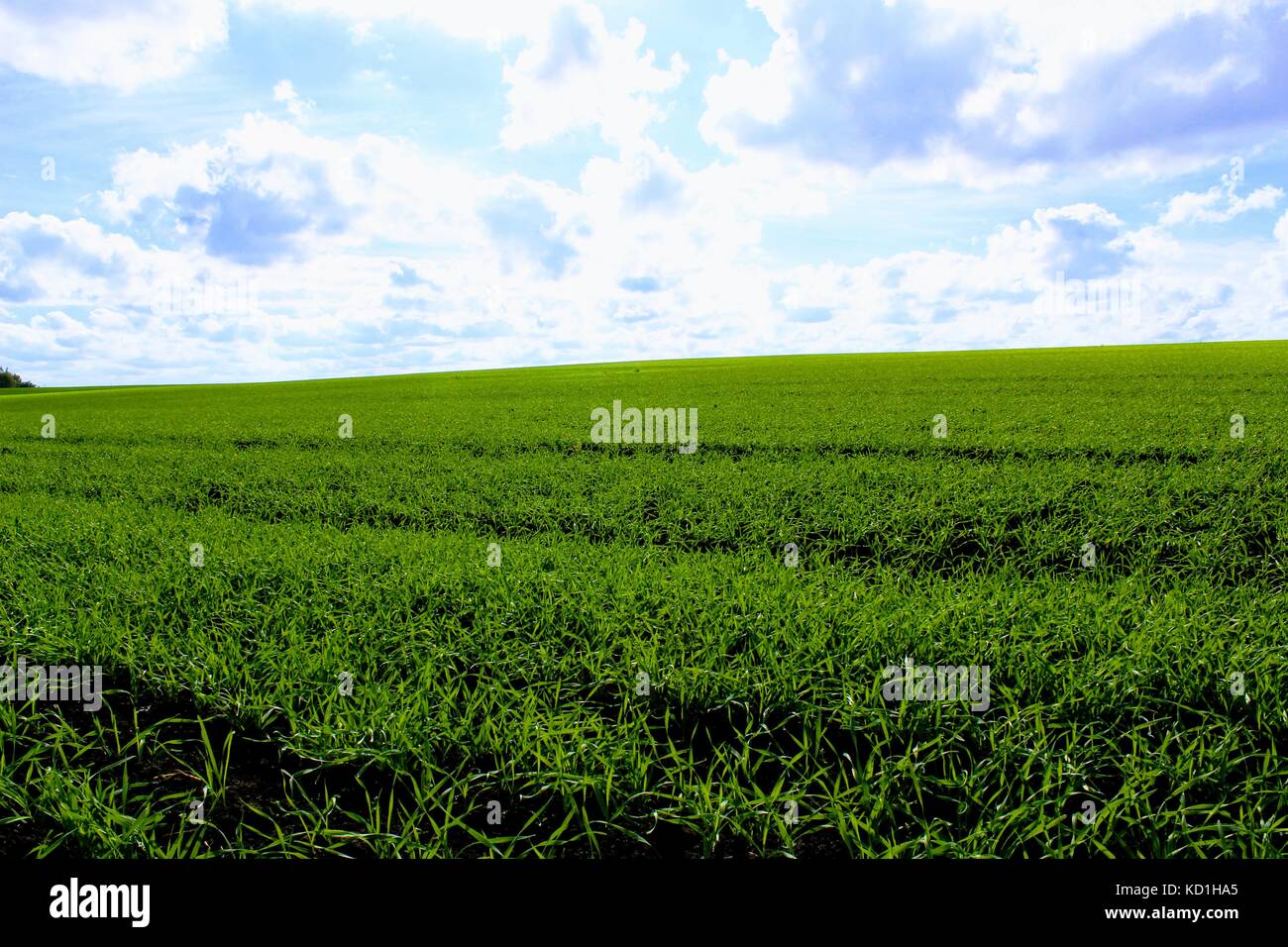 Green field against a clear blue sky and snow-white clouds Stock Photo ...