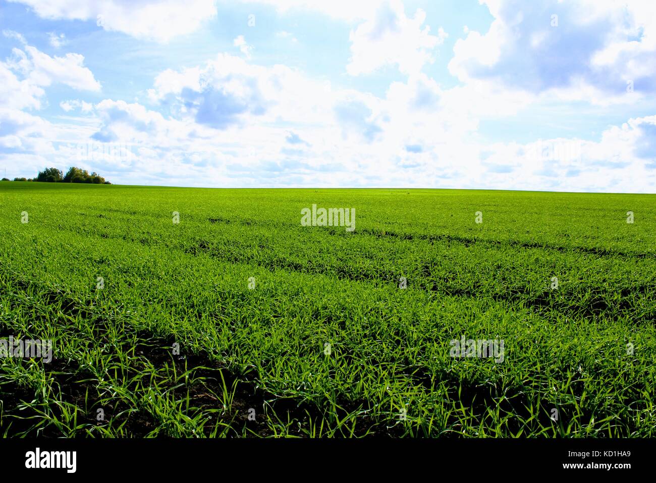 Green field against a clear blue sky and snow-white clouds Stock Photo ...