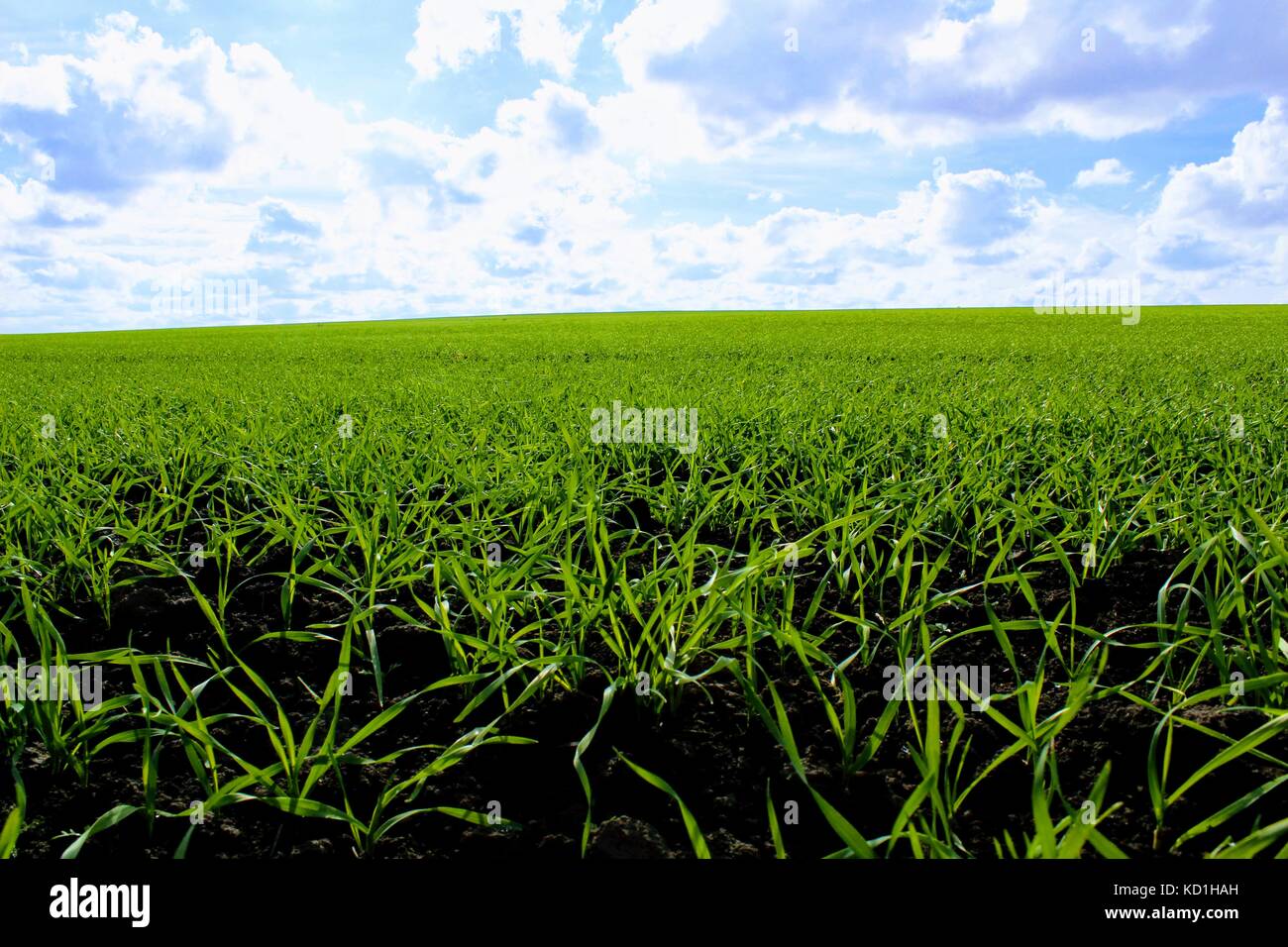 Green field against a clear blue sky and snow-white clouds Stock Photo ...