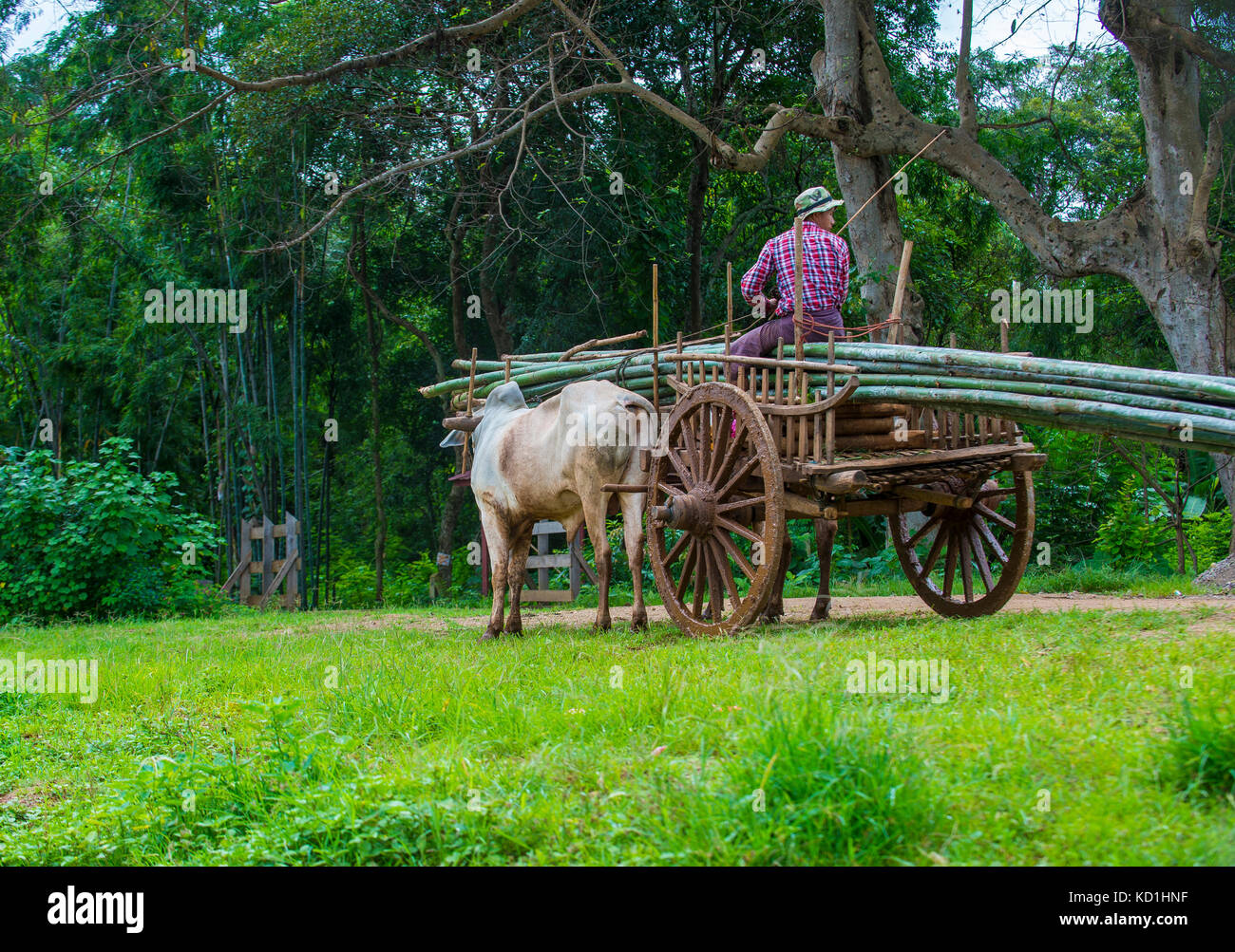 Burmese farmer riding ox cart in Shan state Myanmar Stock Photo - Alamy