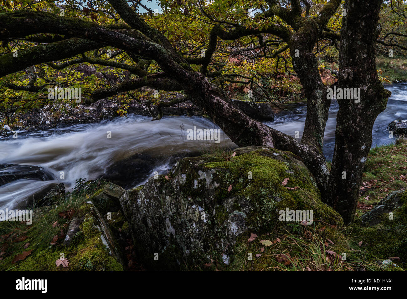 Fast flowing stream with white water in North Wales in autumn Stock ...