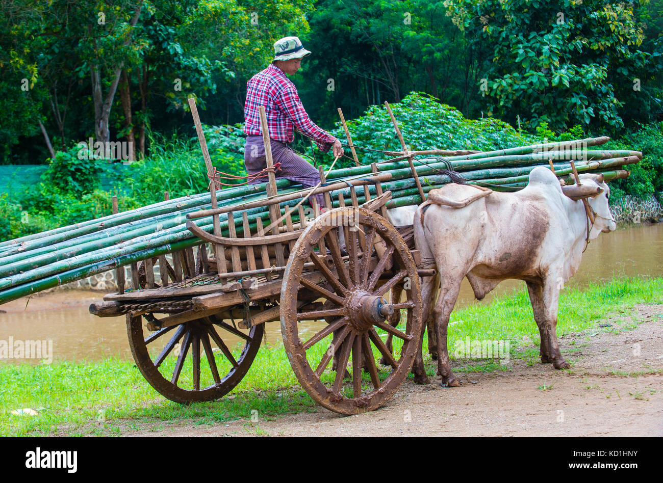 Burmese farmer riding ox cart in Shan state Myanmar Stock Photo - Alamy