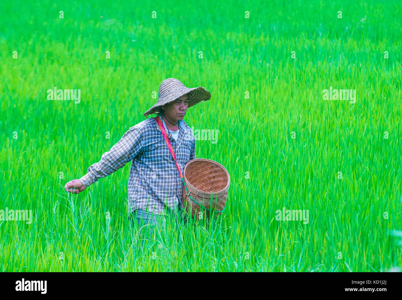 Burmese farmer working at a rice field in Shan state Myanmar Stock ...