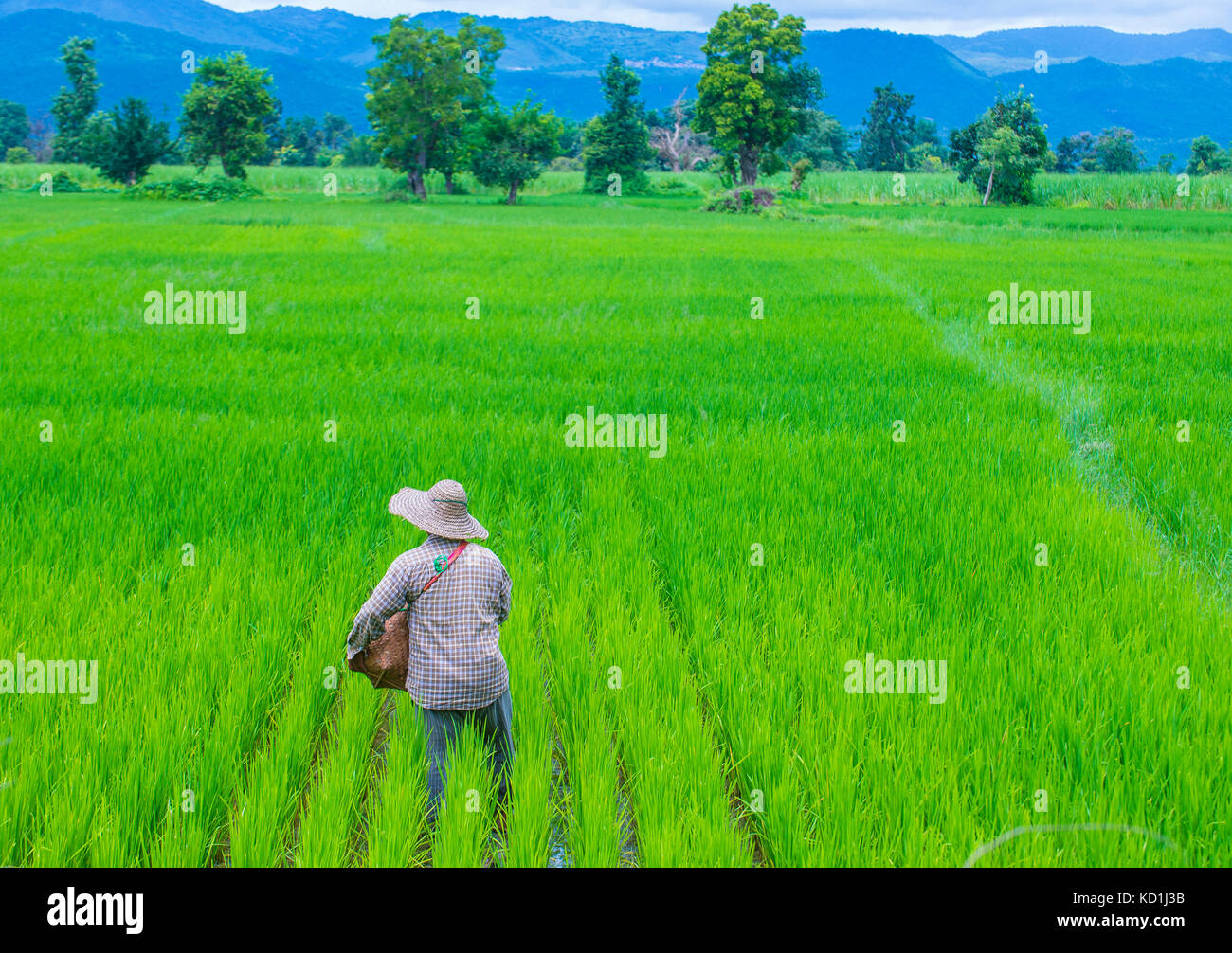 Burmese farmer working at a rice field in Shan state Myanmar Stock ...