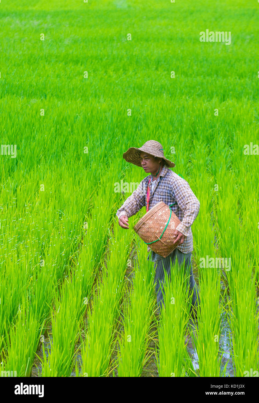 Burmese farmer working at a rice field in Shan state Myanmar Stock ...