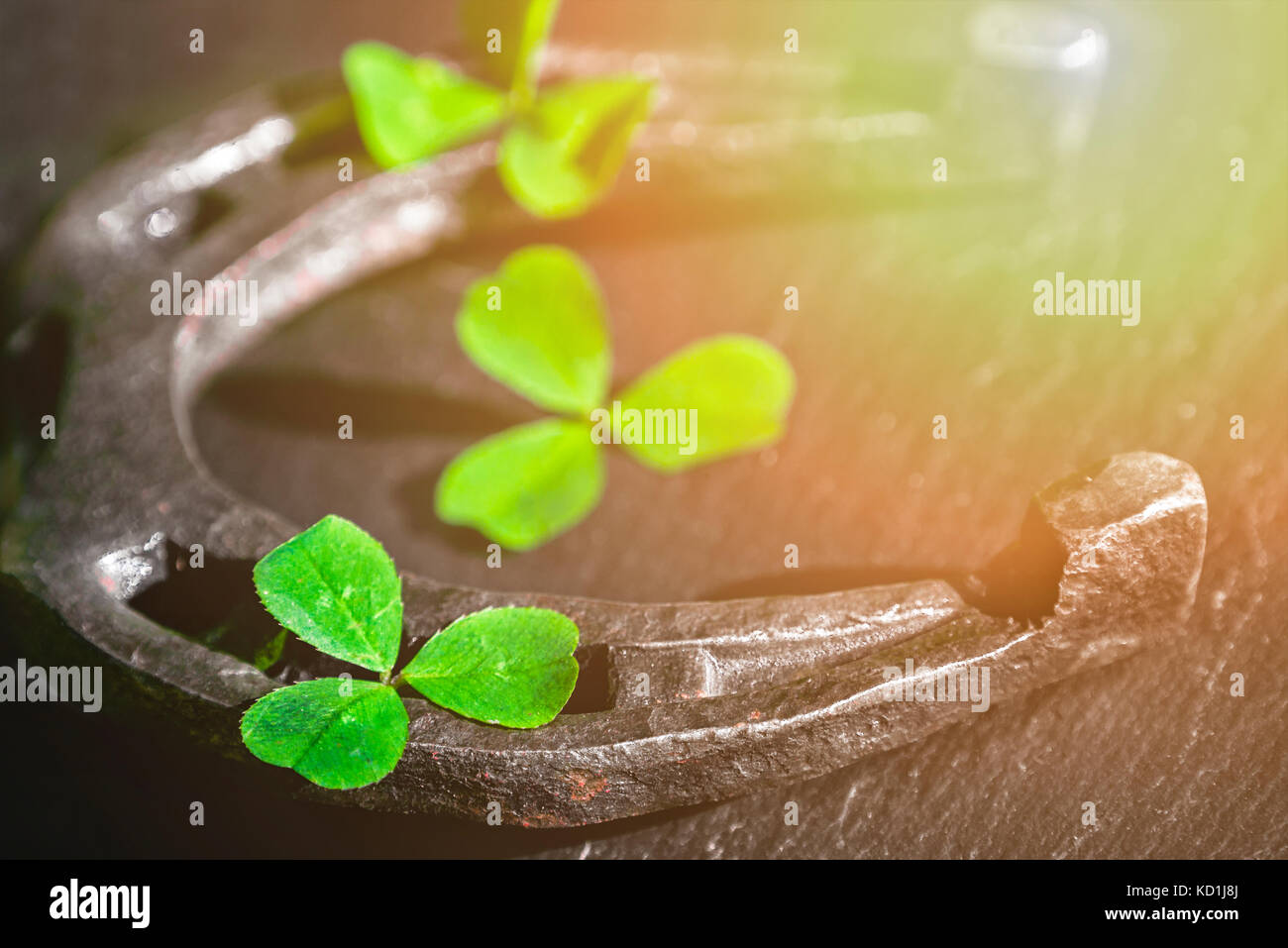 Shamrock hi-res stock photography and images - Alamy