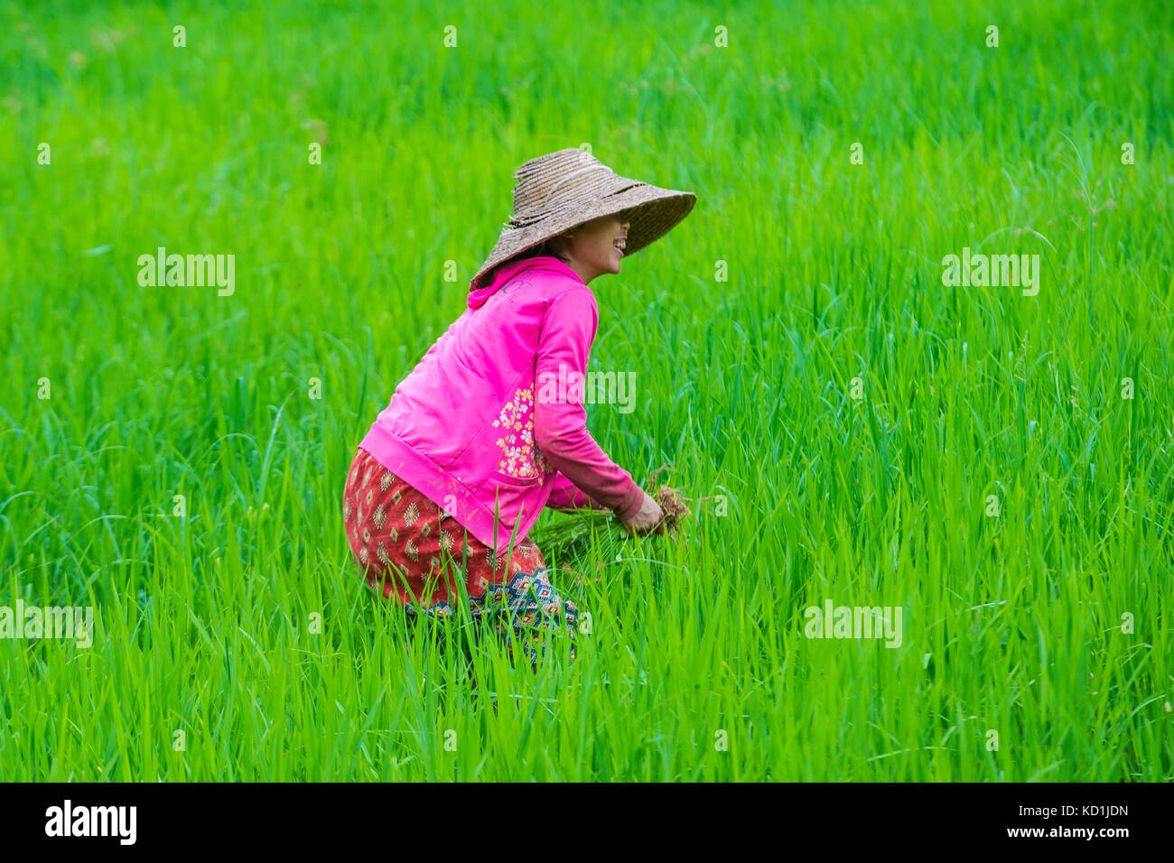 Asia rice field hi-res stock photography and images - Alamy