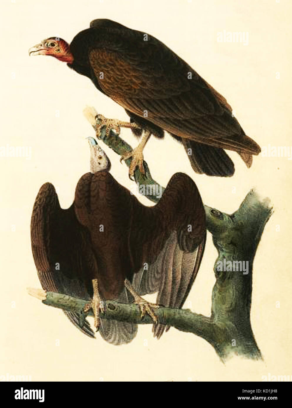 Bird Of Prey Cartoon High Resolution Stock Photography and Images - Alamy