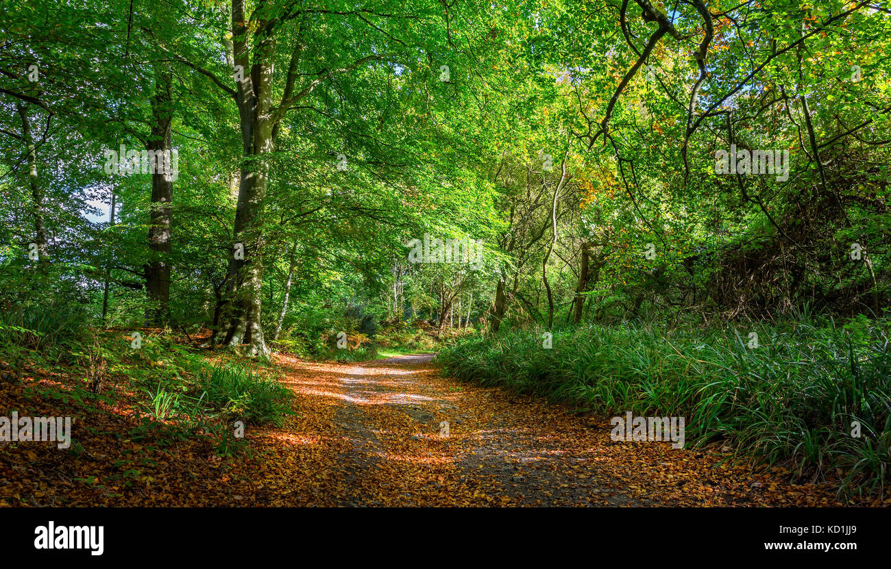 Colourful forest track with autumnal leaves on floor and trees Stock ...