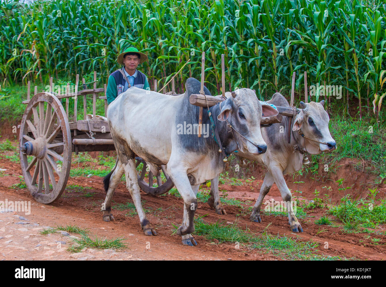 Burmese farmer riding ox cart in Shan state Myanmar Stock Photo - Alamy