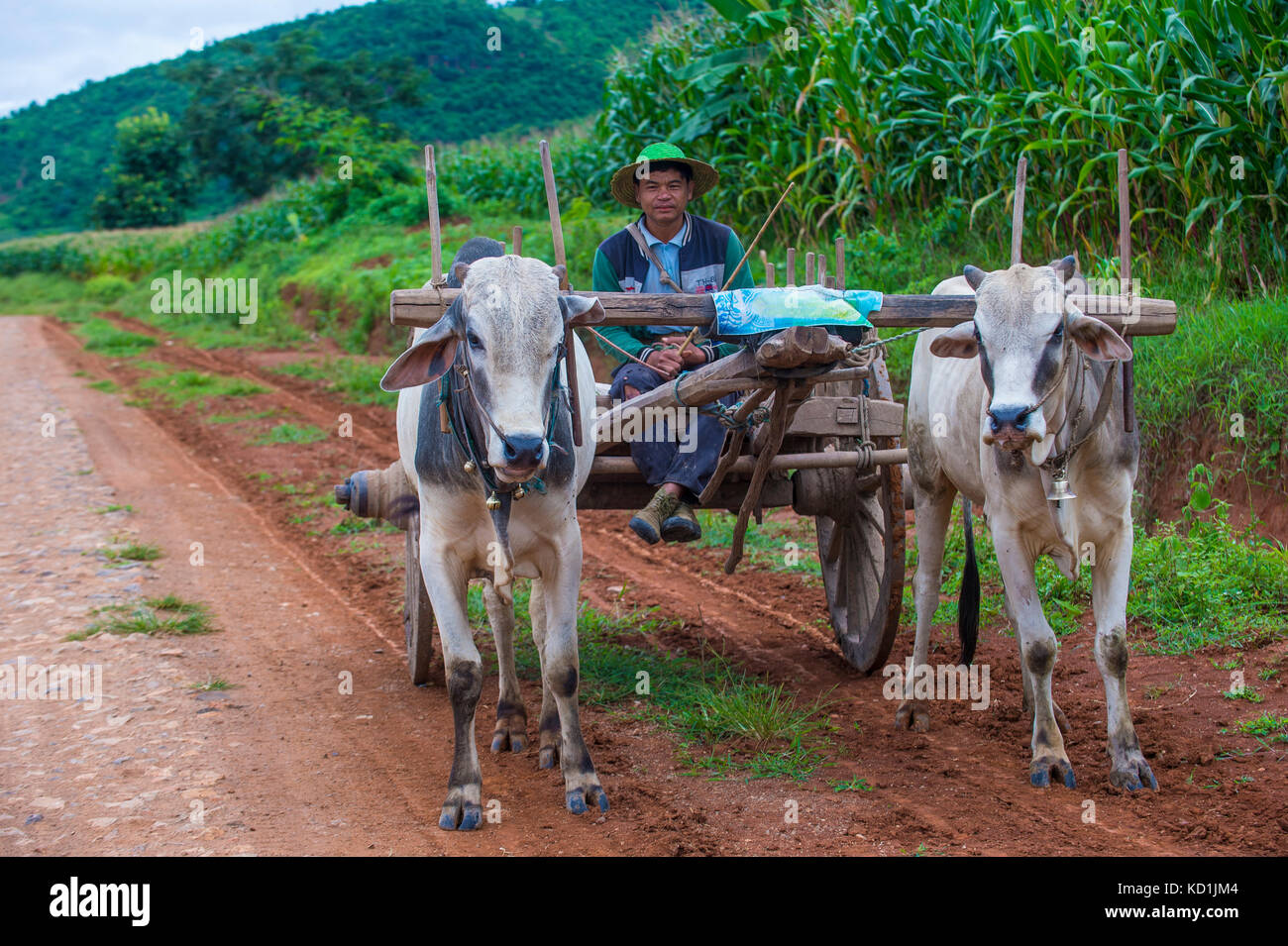 Burmese farmer riding ox cart in Shan state Myanmar Stock Photo - Alamy