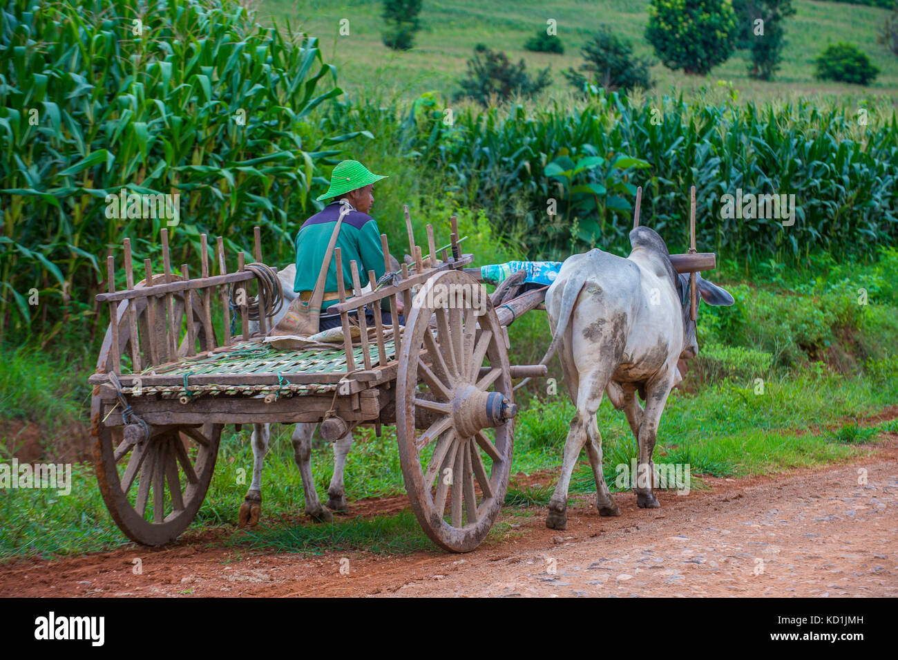Burmese farmer riding ox cart in Shan state Myanmar Stock Photo - Alamy