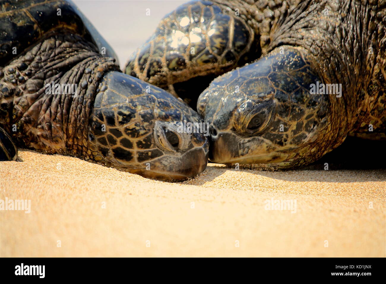 Hawaii images hi-res stock photography and images - Alamy