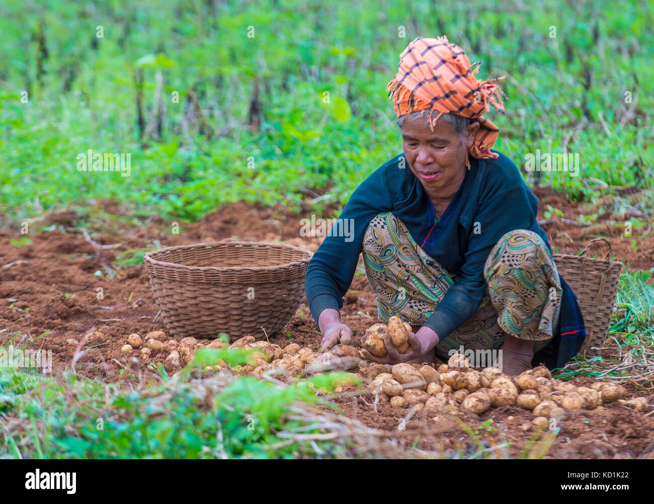 Burmese farmer working on a field in Shan state Myanmar Stock Photo - Alamy