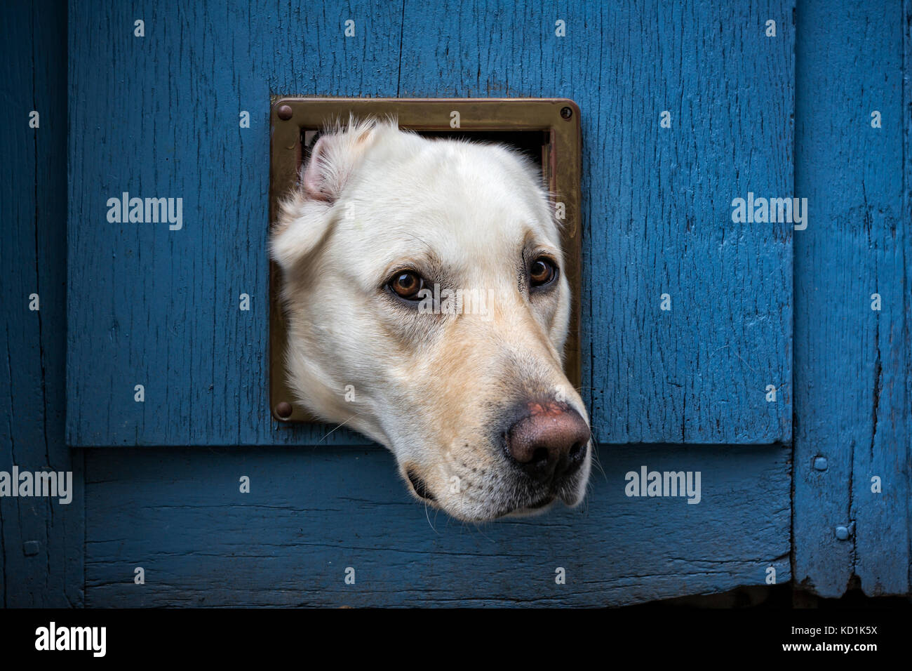 Labrador head in cat flap - landscape Stock Photo - Alamy