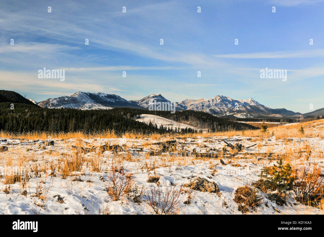 Boreal forest canada hi-res stock photography and images - Alamy