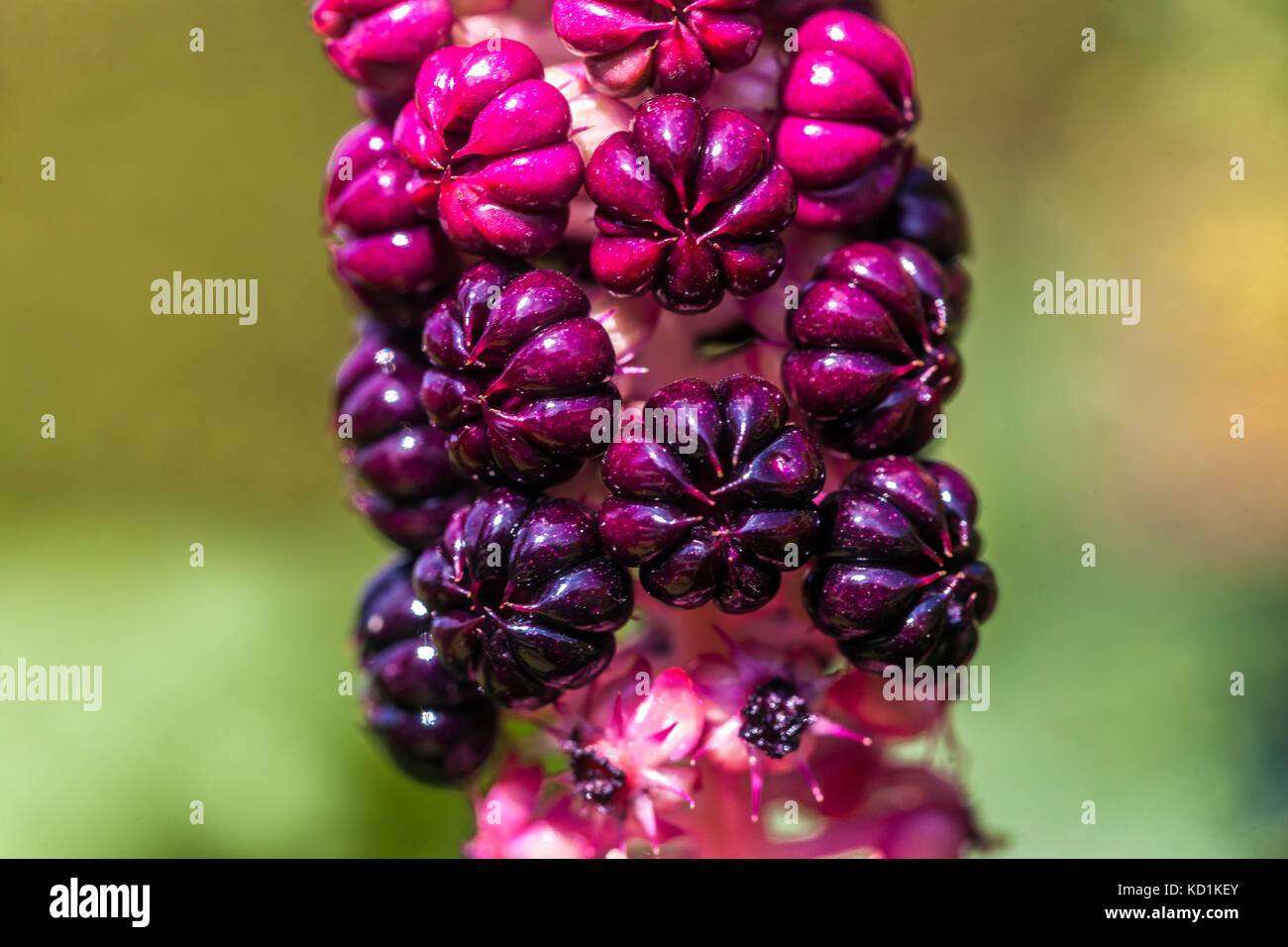 American Pokeweed ripening berries, Phytolacca americana Stock Photo ...