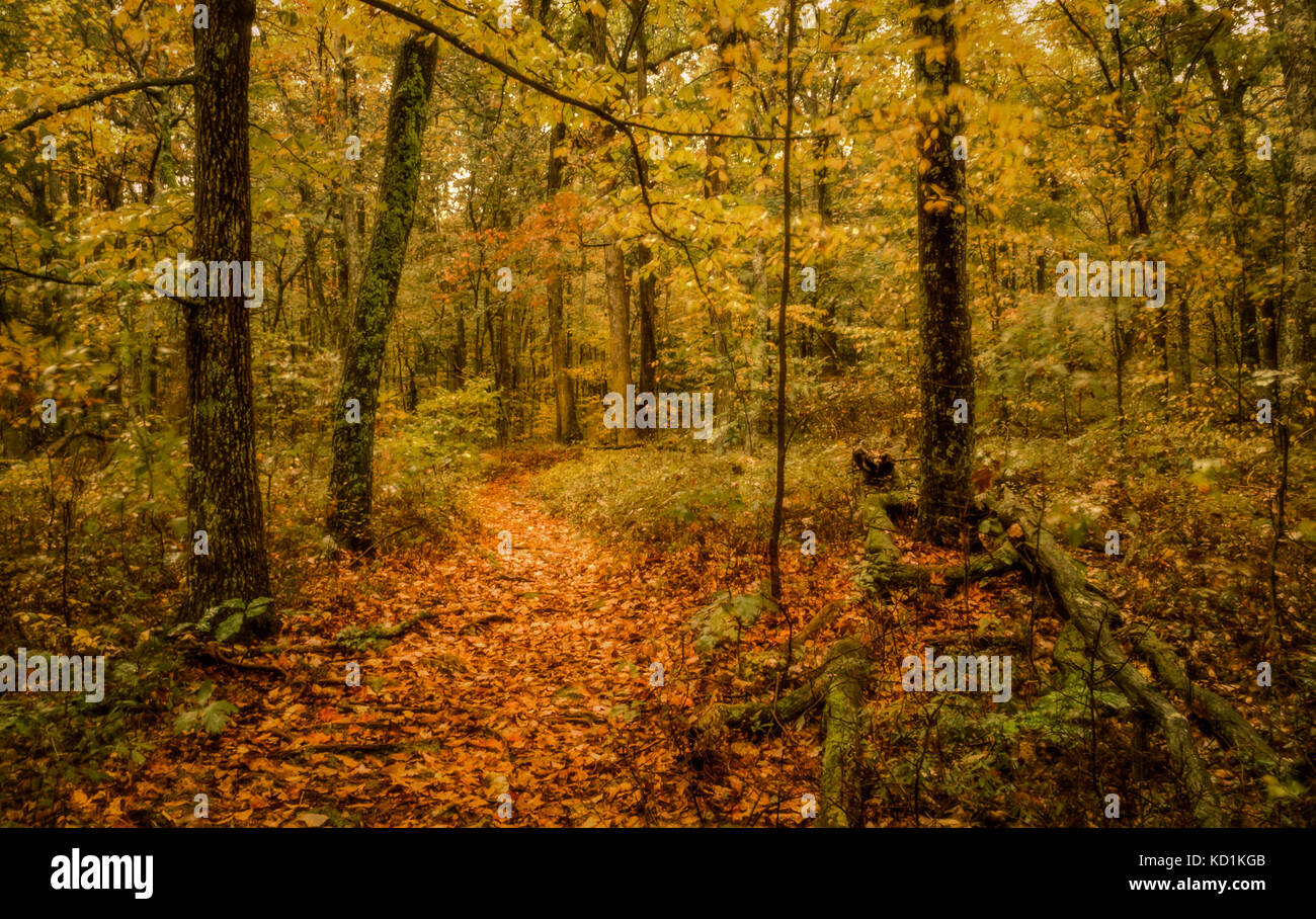 An autumn's walk through the woods Stock Photo - Alamy