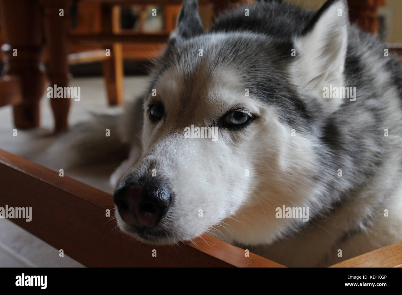 Black wolf sleepy hi-res stock photography and images - Alamy