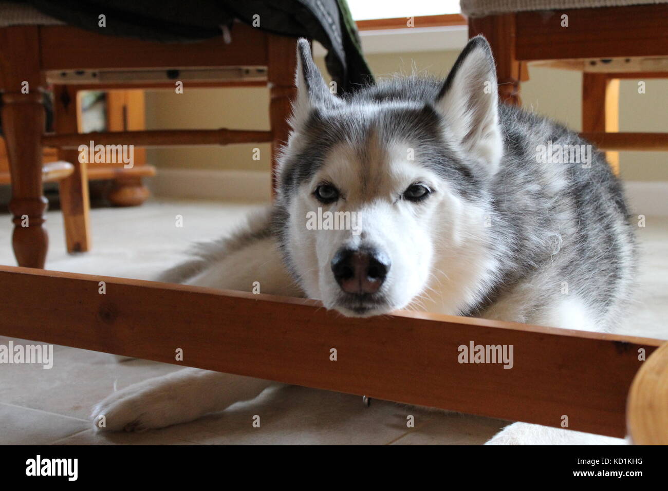 Cute fluffy siberian husky puppy hi-res stock photography and images ...
