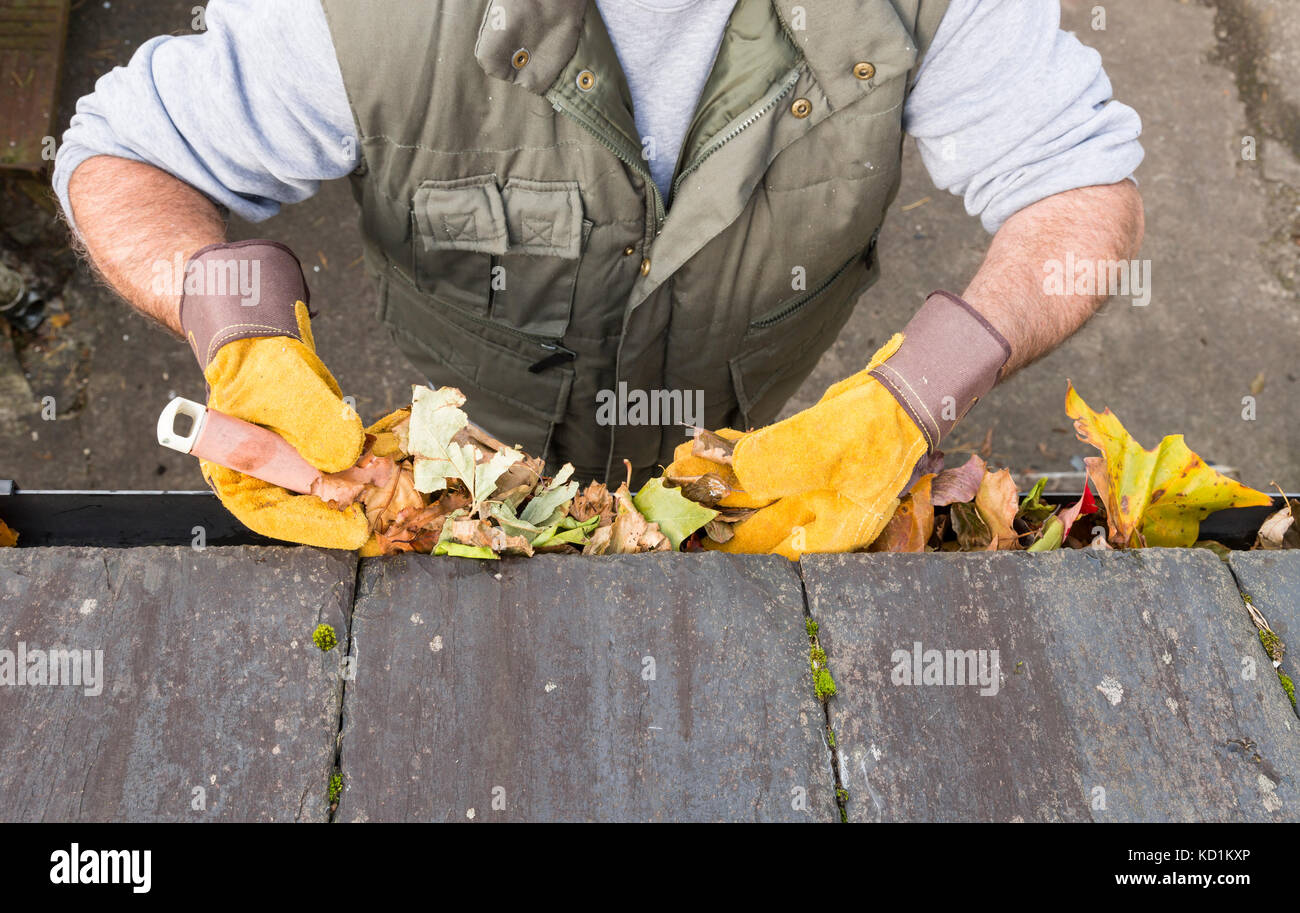 cleaning autumn leaves from gutter Stock Photo - Alamy