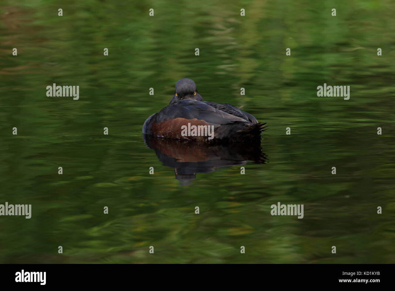 New zealand diving ducks hi-res stock photography and images - Alamy