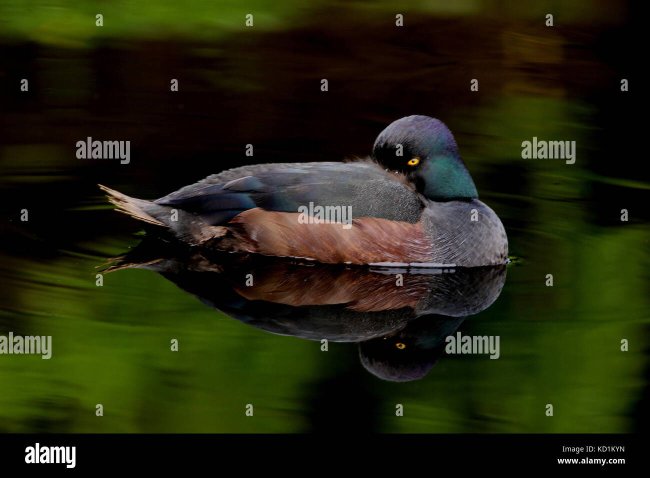 New Zealand diving duck on calm pond Stock Photo - Alamy