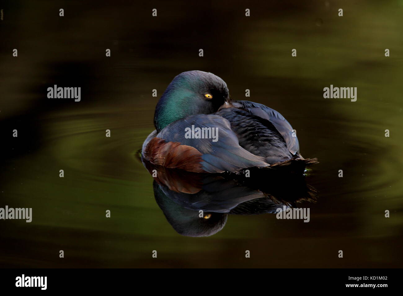 New Zealand diving duck on calm pond Stock Photo - Alamy