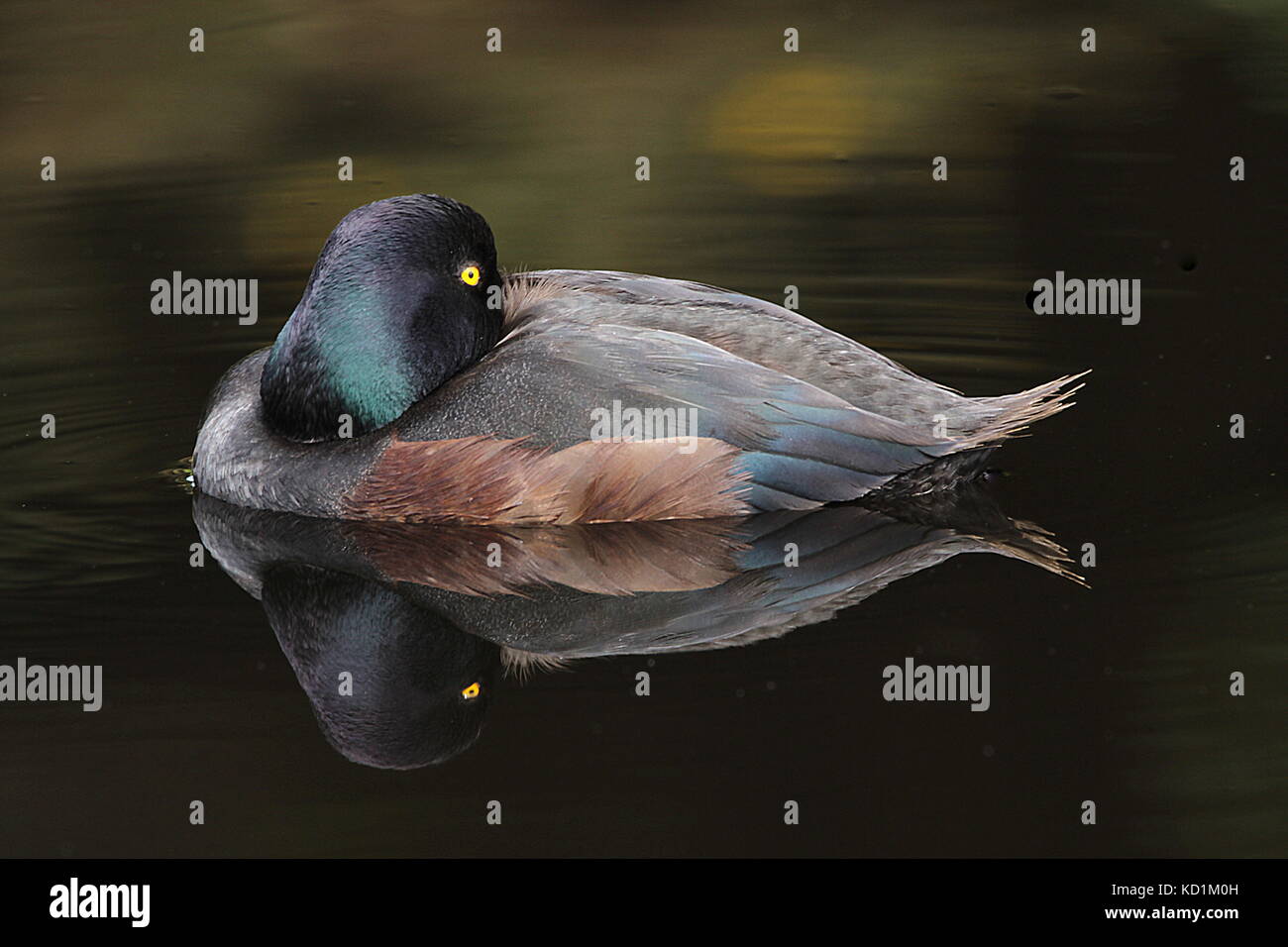 New zealand ducks hi-res stock photography and images - Alamy