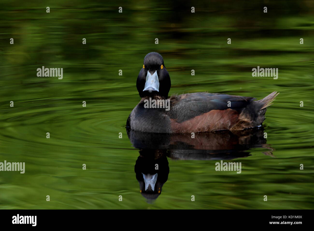 New Zealand diving duck on calm pond Stock Photo - Alamy