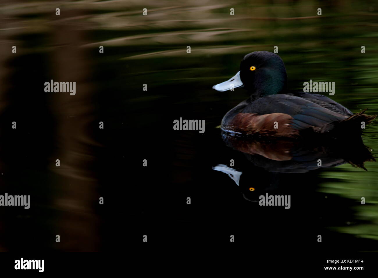 New Zealand diving duck on calm pond Stock Photo - Alamy