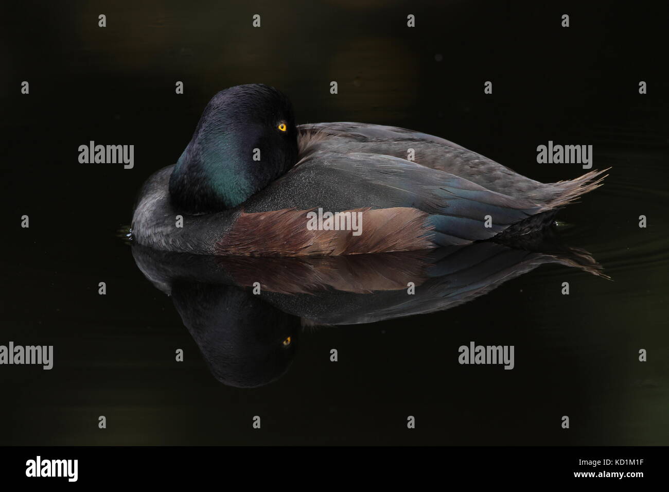 New Zealand diving duck on calm pond Stock Photo - Alamy