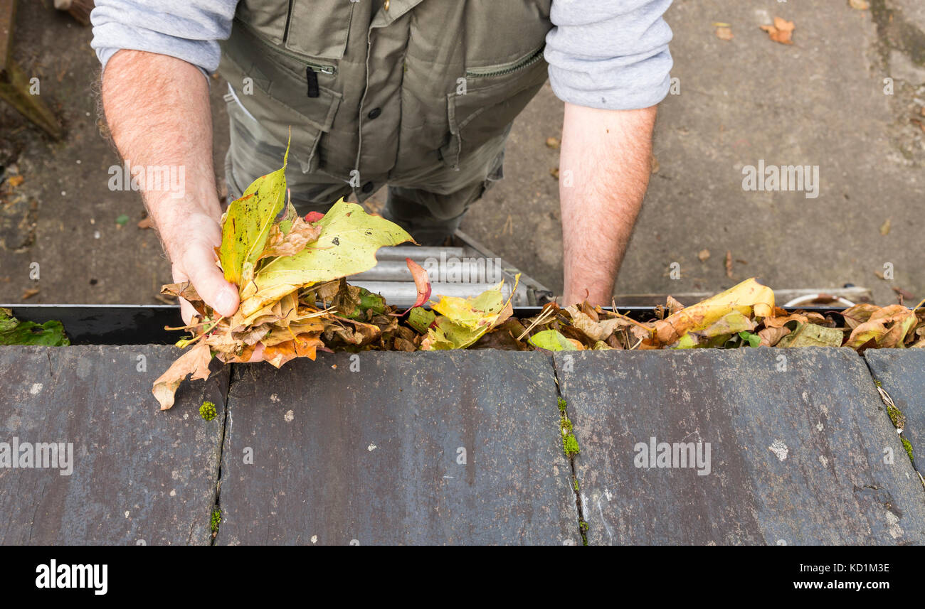 cleaning autumn leaves from gutter Stock Photo - Alamy