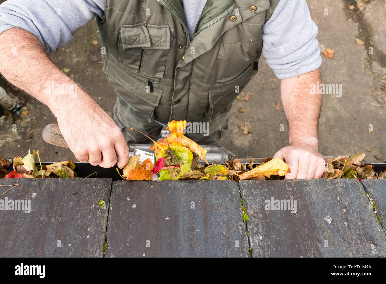 cleaning autumn leaves from gutter Stock Photo - Alamy