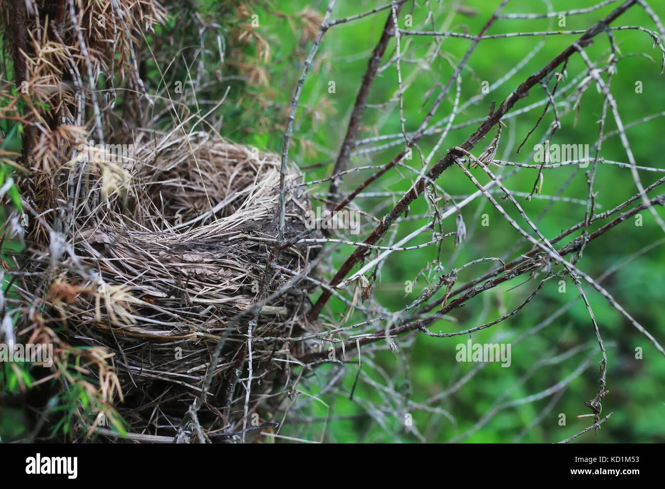 bird nest in nature Stock Photo - Alamy