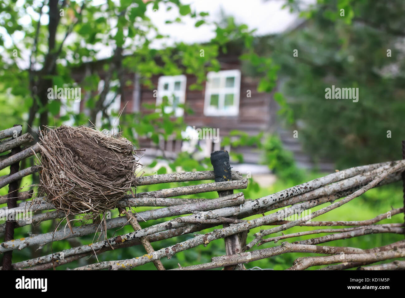 bird nest in nature Stock Photo - Alamy
