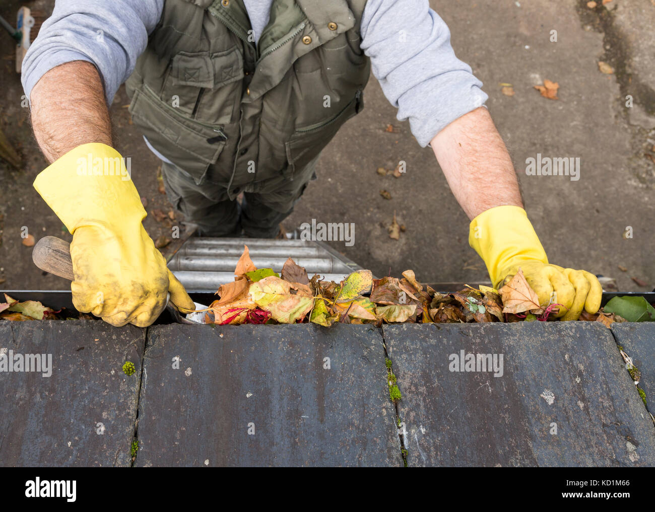 cleaning autumn leaves from gutter Stock Photo - Alamy