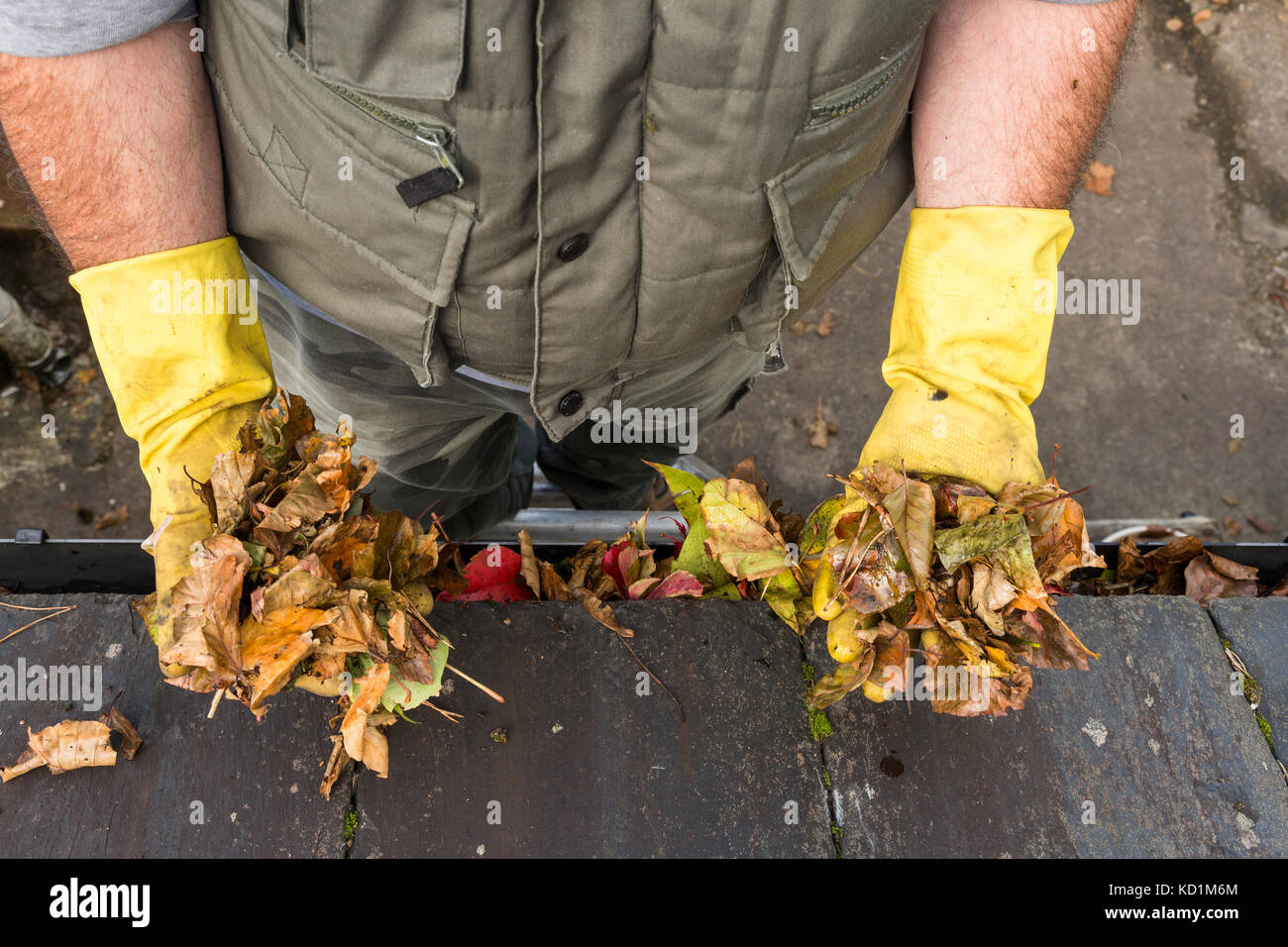 cleaning autumn leaves from gutter Stock Photo - Alamy