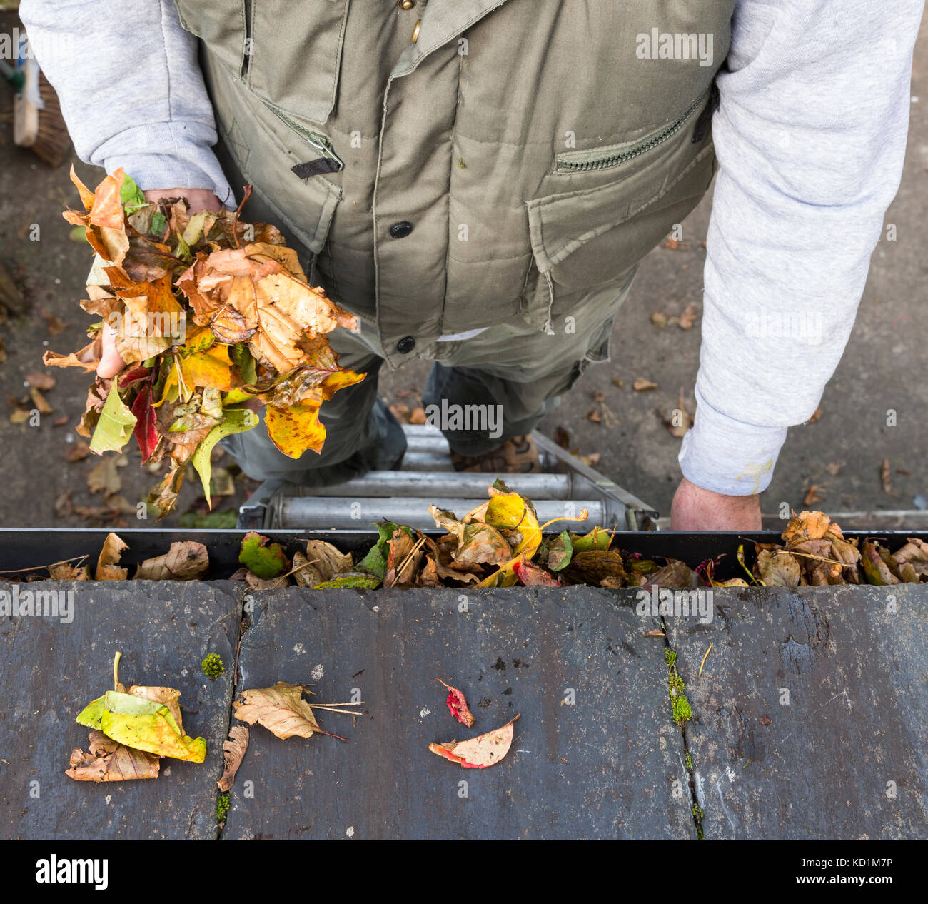 cleaning autumn leaves from gutter Stock Photo - Alamy