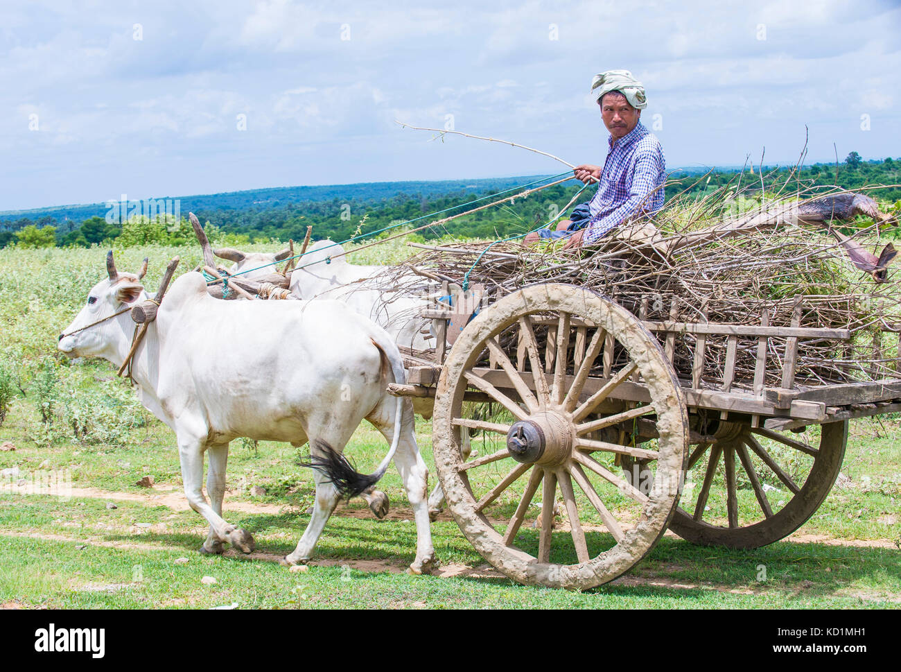 Burmese farmer riding ox cart in Shan state Myanmar Stock Photo - Alamy