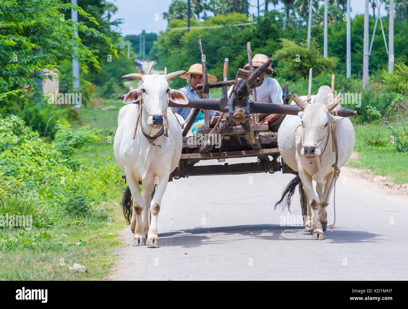 Burmese farmer riding ox cart in Shan state Myanmar Stock Photo - Alamy