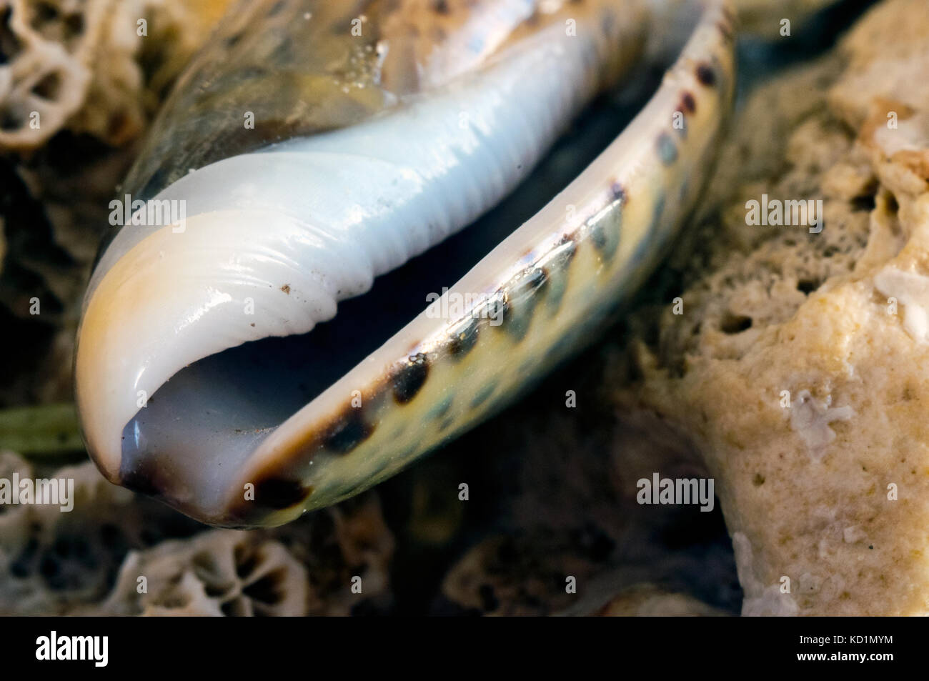 Olive seashell, Ambatoloaka, Nosy Be, Madagascar Stock Photo - Alamy