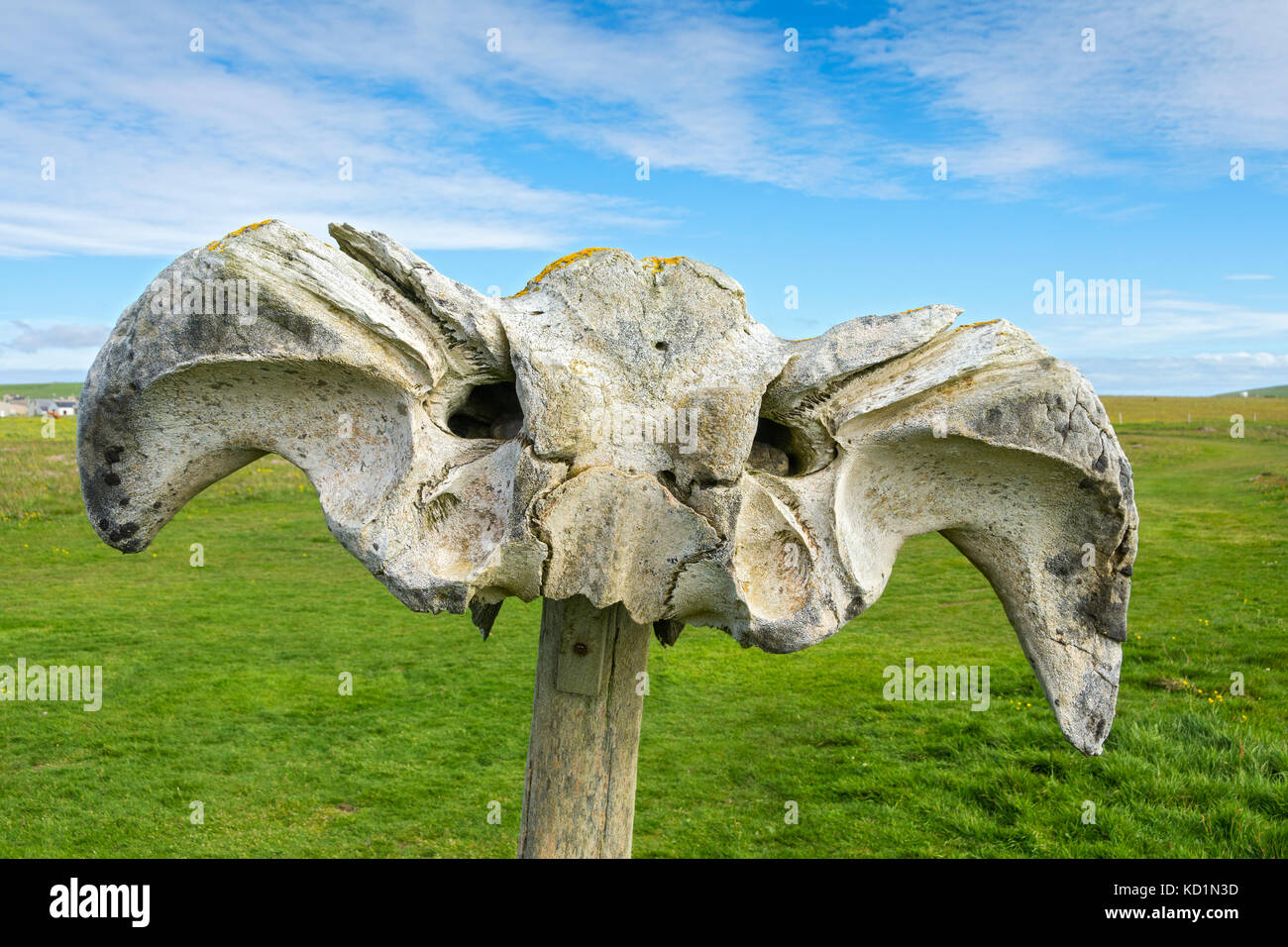 Whale vertebrae whale bone hi-res stock photography and images - Alamy